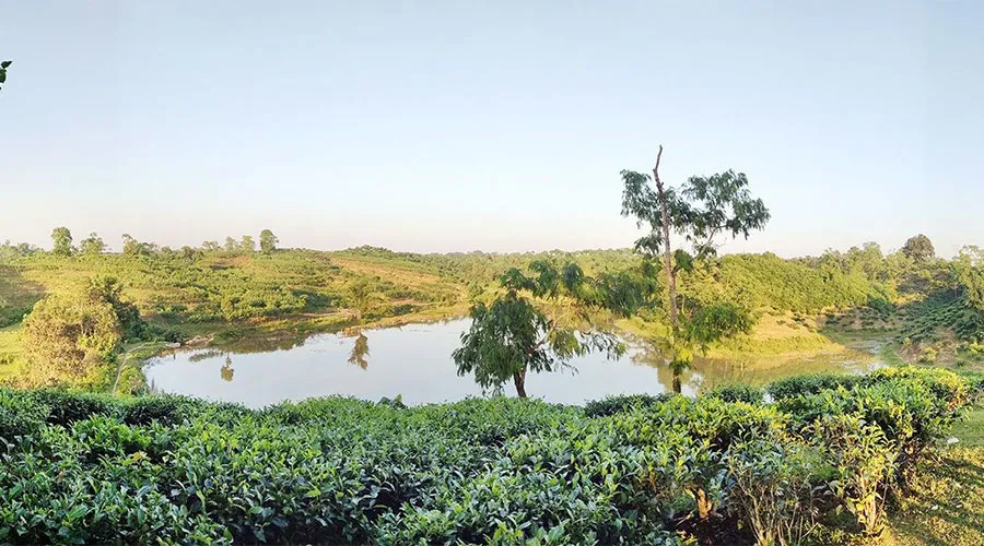 Sreemangal | The largest and oldest tea estates in Bangladesh